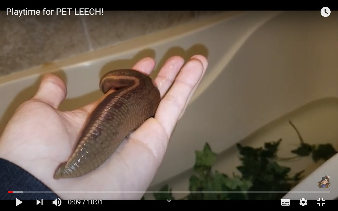 Leech Videos IV – Med Leeches