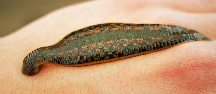 Leech therapy: background, processes and effects – Med Leeches