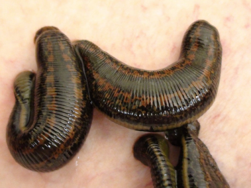 Giant & Jumbo Leeches – tagged "macrobdella decora" – Med Leeches