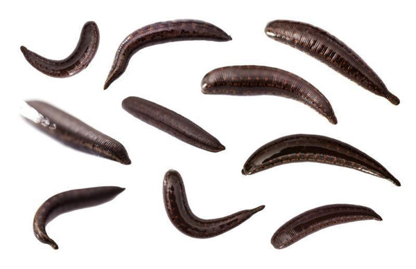 Medical Leeches for Sale: Buy Leech Therapy Hirudo Medicinalis ...