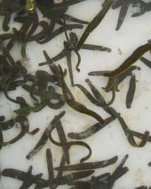 Medical Leeches for Sale: Buy Leech Therapy Hirudo Medicinalis ...