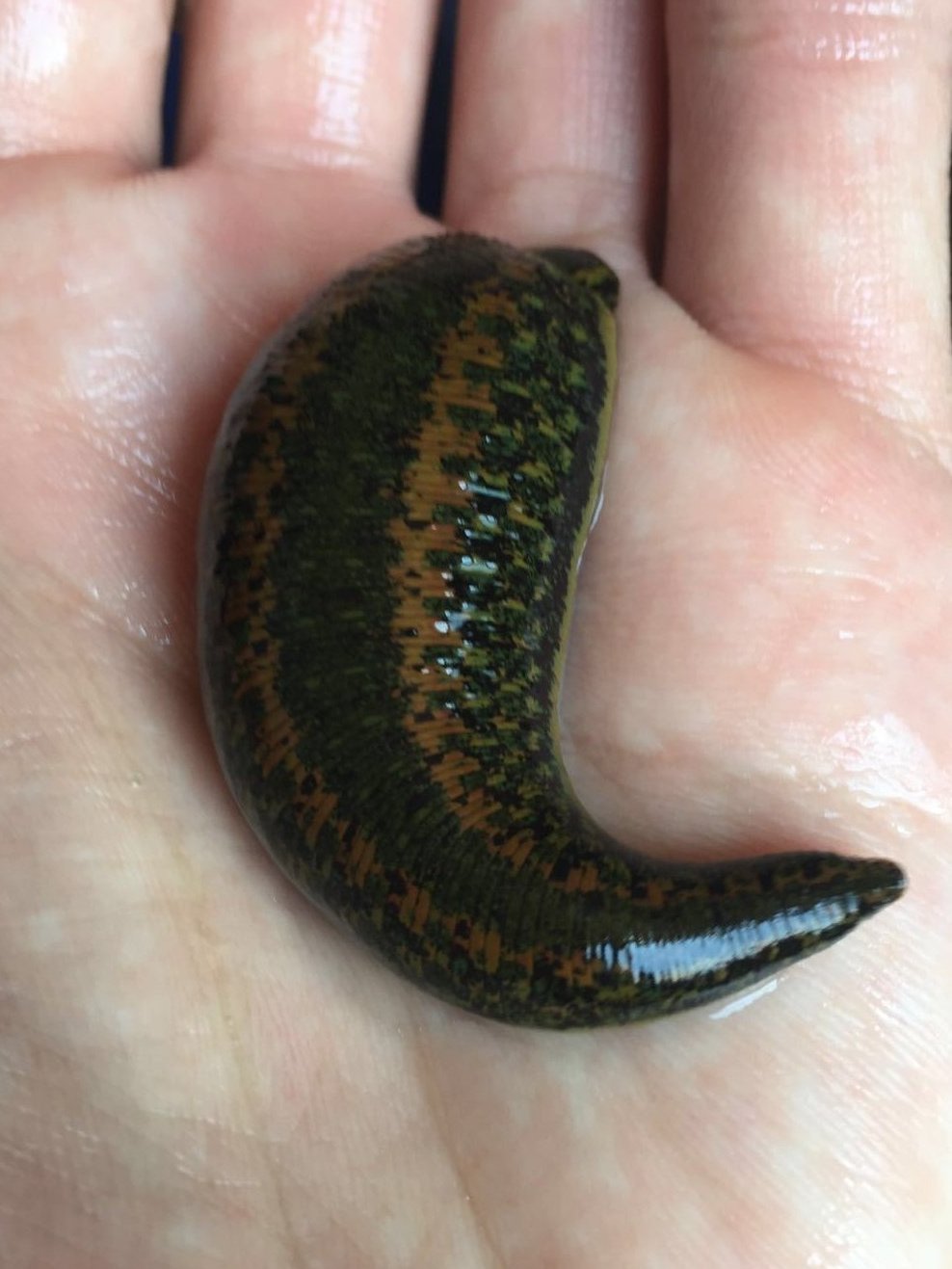 Jumbo Medical Leech – Med Leeches